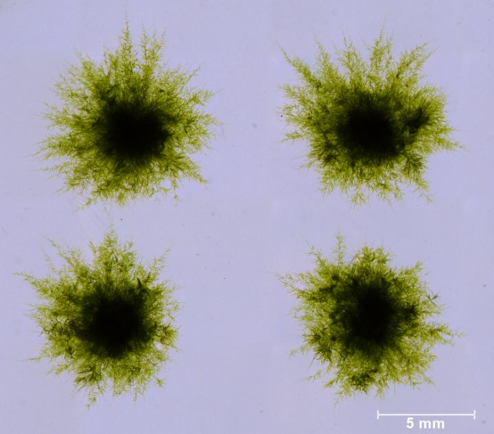 Moss plants [IMAGE] | EurekAlert! Science News Releases