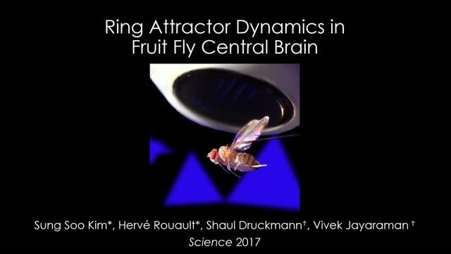 "Ring-Like" Cluster of Neurons Reveals a Fly' | EurekAlert!