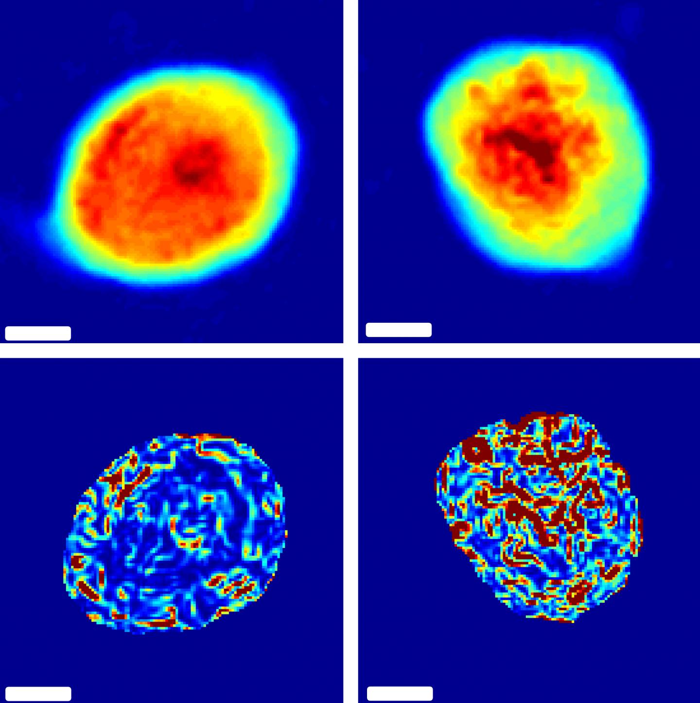 Wax Cells [IMAGE] | EurekAlert! Science News Releases