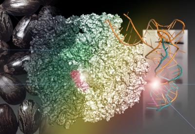 Bacterial 70S Ribosome [IMAGE] | EurekAlert! Science News Releases
