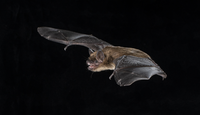 Big brown bat 2 [IMAGE] | EurekAlert! Science News Releases