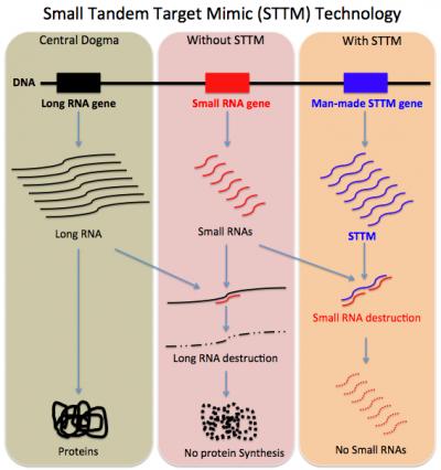 Small Tandem Target Mimic Tech [IMAGE] | EurekAlert! Science News Releases