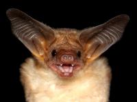 Biggest library of bat sounds compiled | EurekAlert!