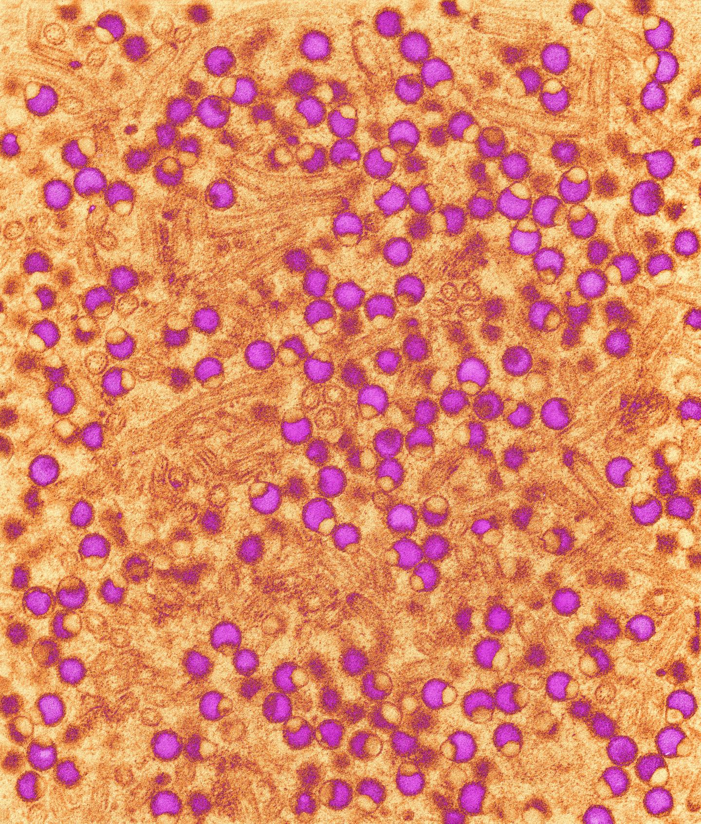 Wasps Captured Viruses in DNA as Part of Evol | EurekAlert!