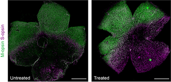 base editing [IMAGE] | EurekAlert! Science News Releases