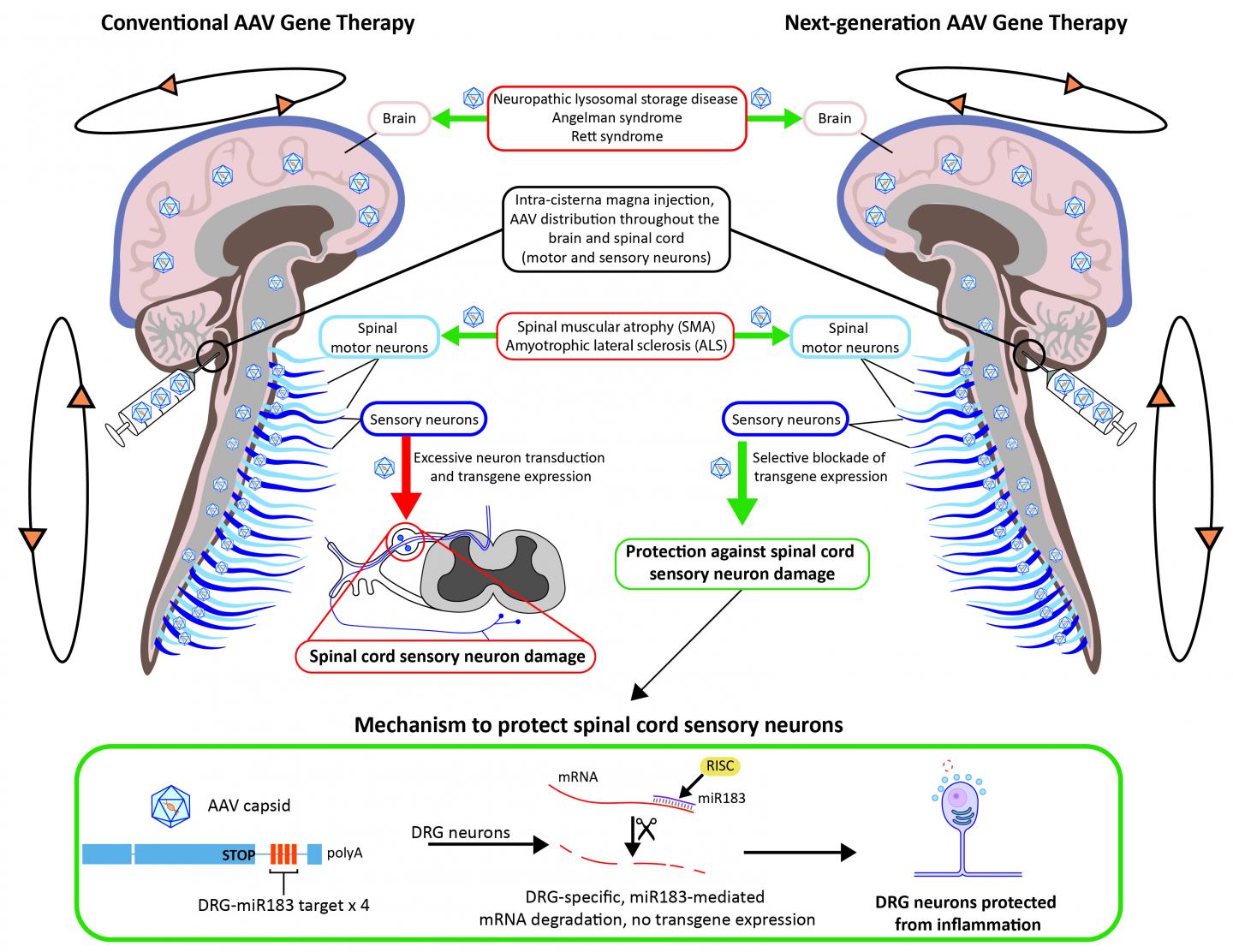 Modified Viral Vectors Could Make Gene Therap | EurekAlert!