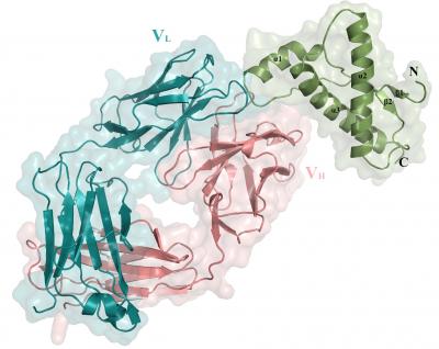 3-D look at prion may help find cure to brain | EurekAlert!