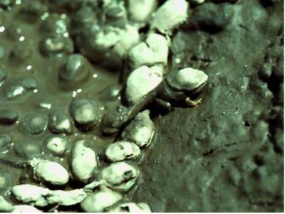 Female Toads Open-Minded in Mate Search (3 of | EurekAlert!