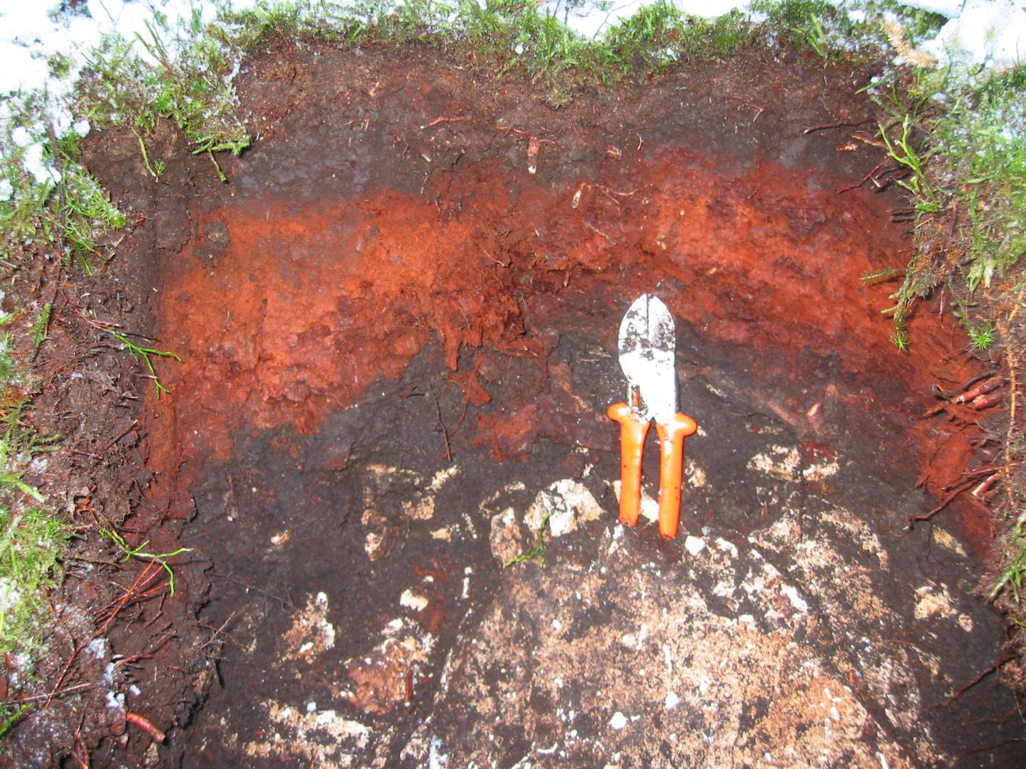 Humus-Rich Soil in the Wetters [IMAGE] | EurekAlert! Science News Releases