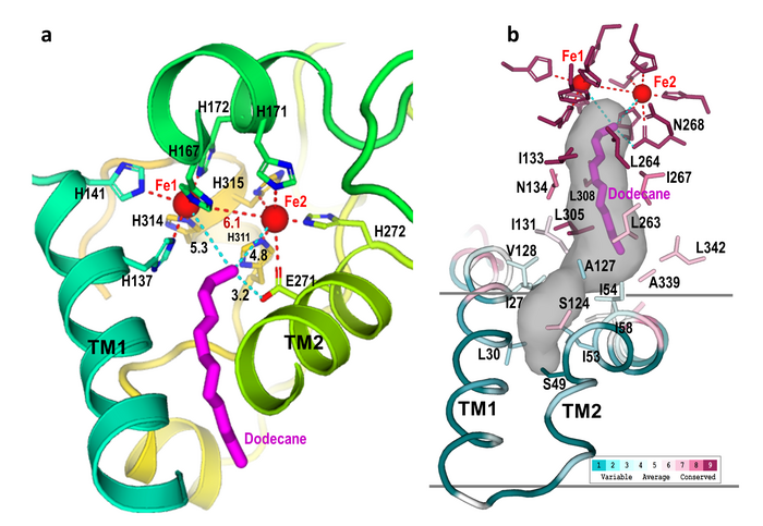 close up of AlkB active site [IMAGE] | EurekAlert! Science News Releases