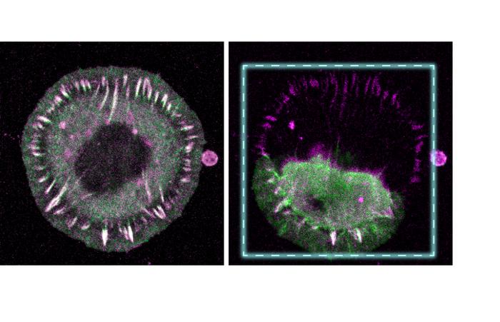 connective tissue cell [IMAGE] | EurekAlert! Science News Releases