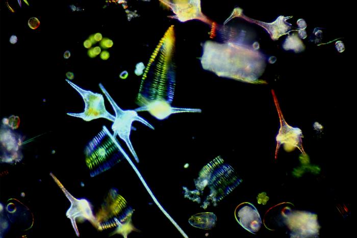 Freshwater bacteria [IMAGE] | EurekAlert! Science News Releases