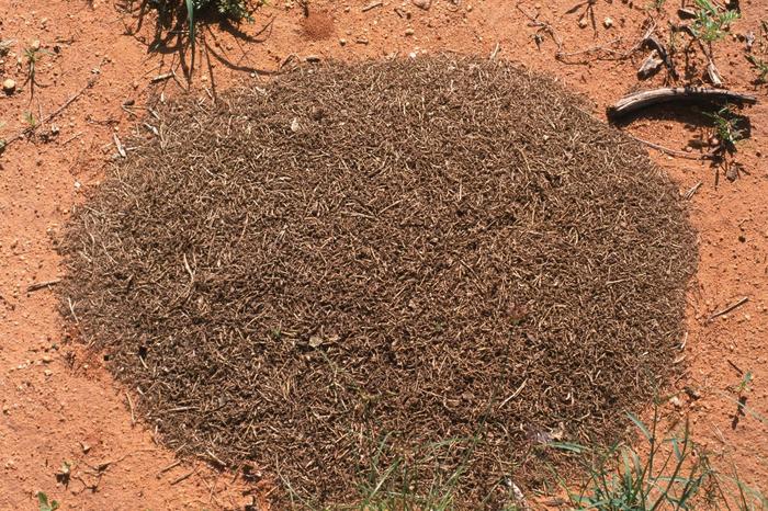 One elephant bolus [IMAGE] | EurekAlert! Science News Releases