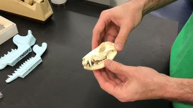How chewing like a cow helped early mammals t | EurekAlert!
