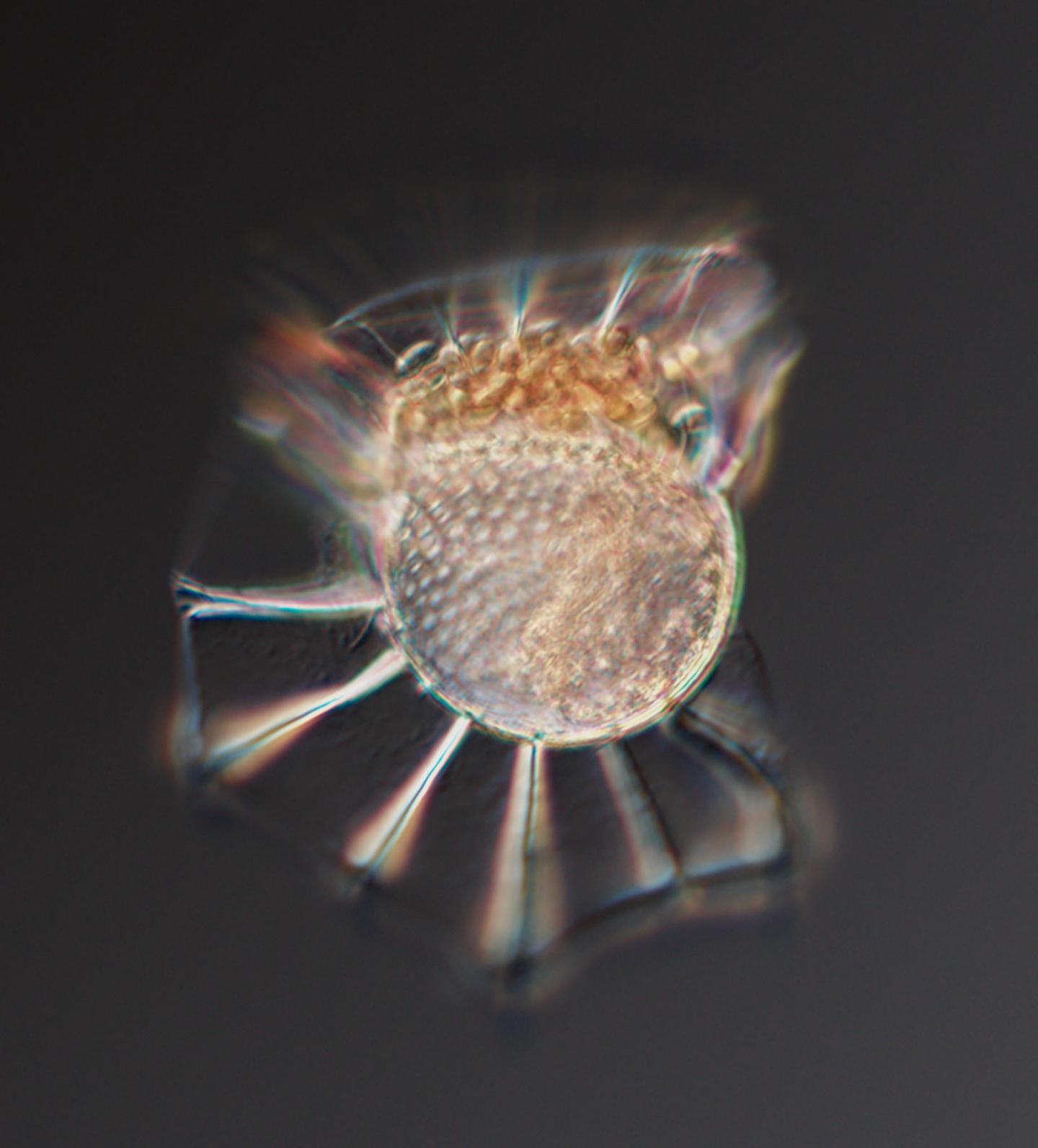 Ornithocercus thumii [IMAGE] | EurekAlert! Science News Releases