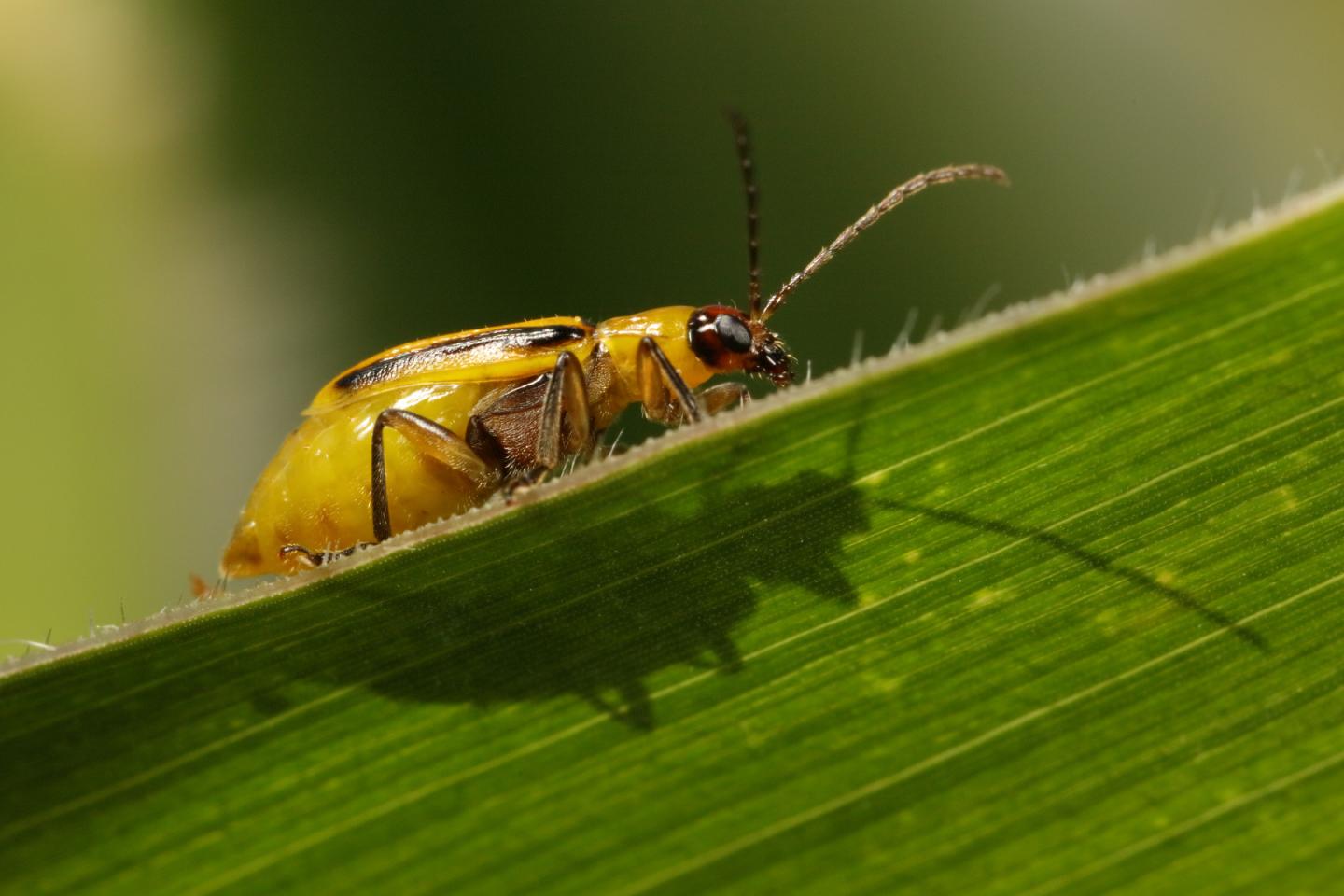 Western Corn Rootworm Beetle o [IMAGE] | EurekAlert! Science News Releases