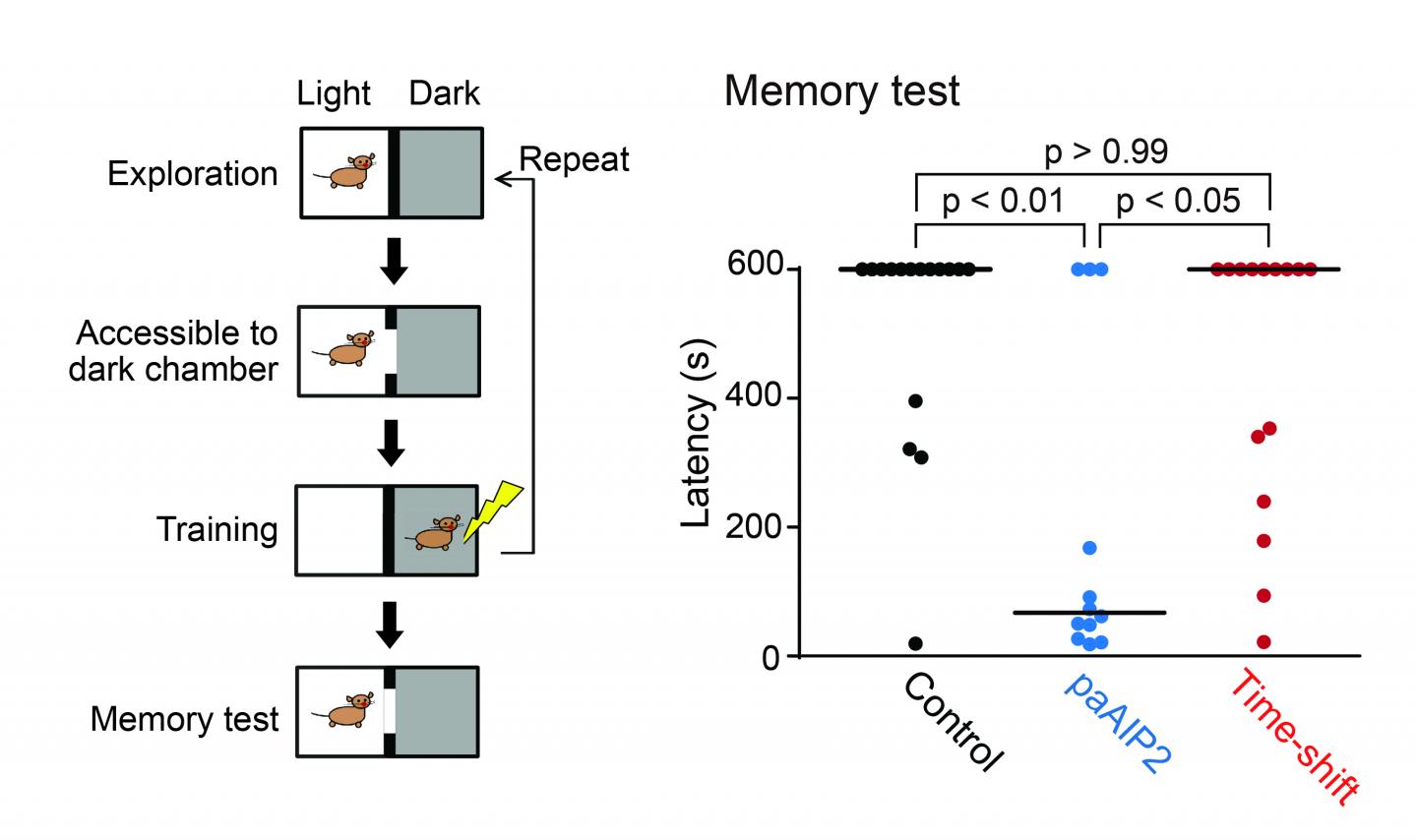 Inhibition of CaMKII by paAIP2 [IMAGE] | EurekAlert! Science News Releases