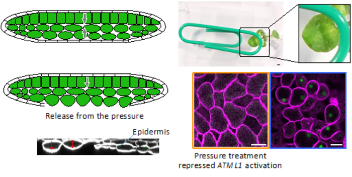 Fig. 3 [IMAGE] | EurekAlert! Science News Releases