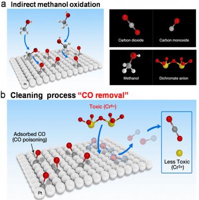 Schematic Diagrams of CO Poiso [IMAGE] | EurekAlert! Science News Releases