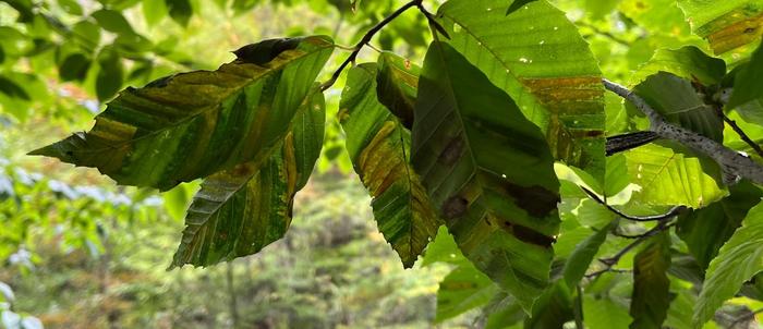 Beech Disease [IMAGE] | EurekAlert! Science News Releases