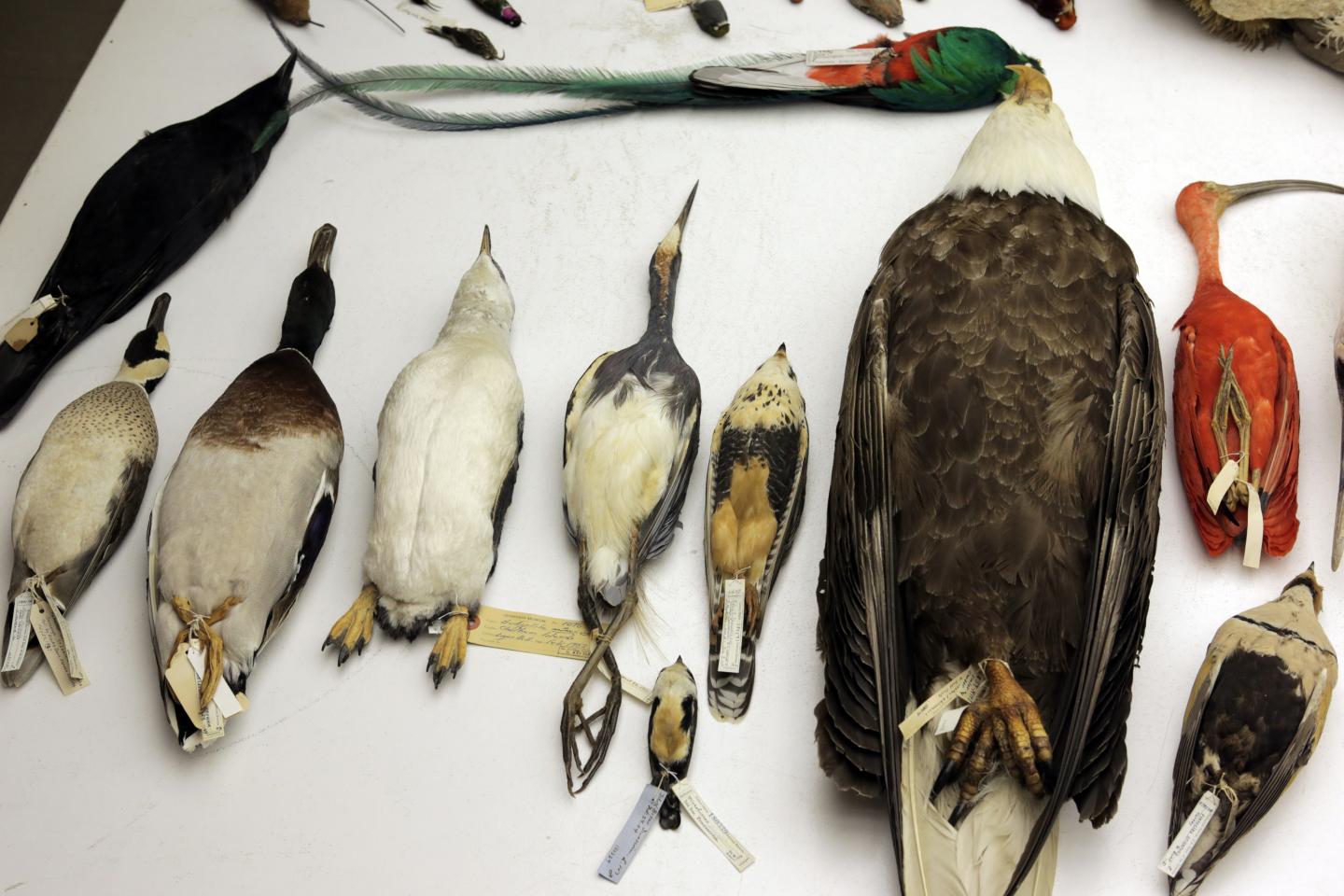 The Avian Tree of Life (3 of 16) | EurekAlert!