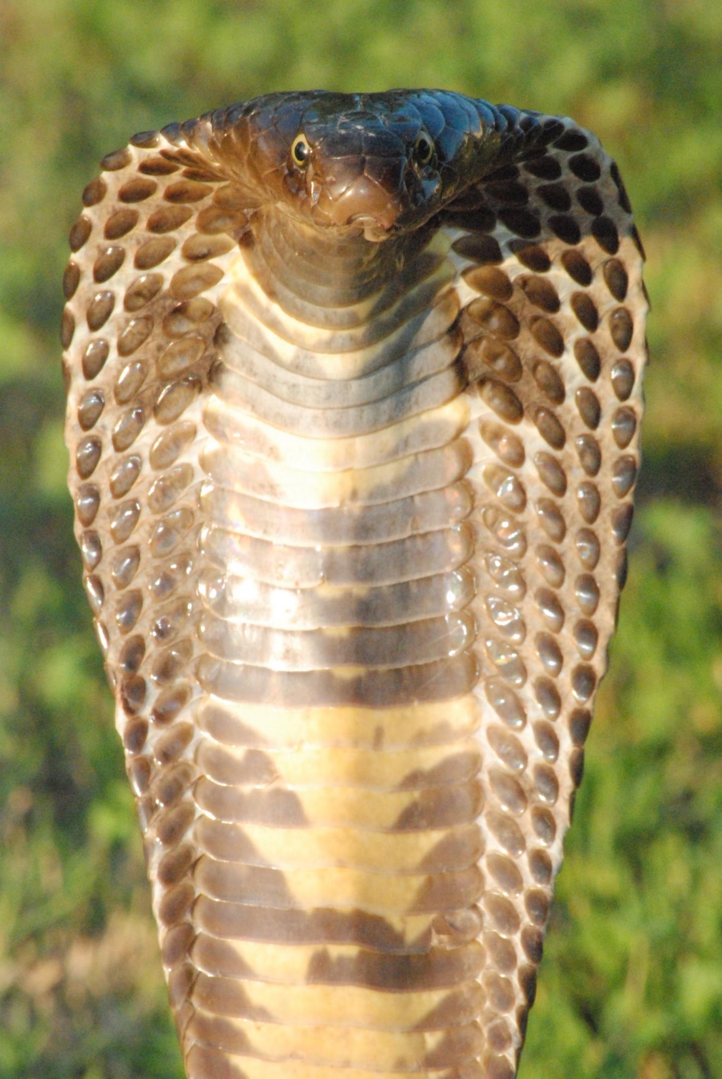 Black Cobra Snake Pictures