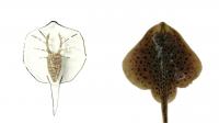The Debut of a Robotic Stingray, Powered by L | EurekAlert!