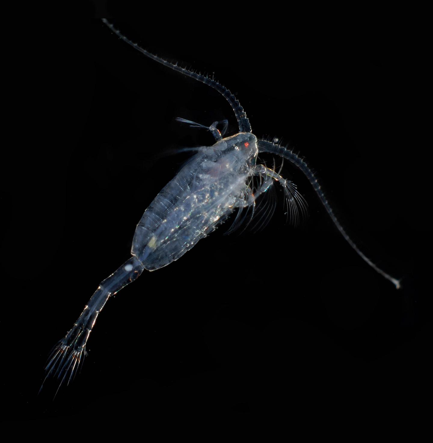 Without Attacking: Plankton Grazers Trigger T | EurekAlert!