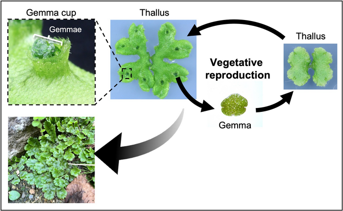 Degree of asexual reproduction in liverwort p | EurekAlert!