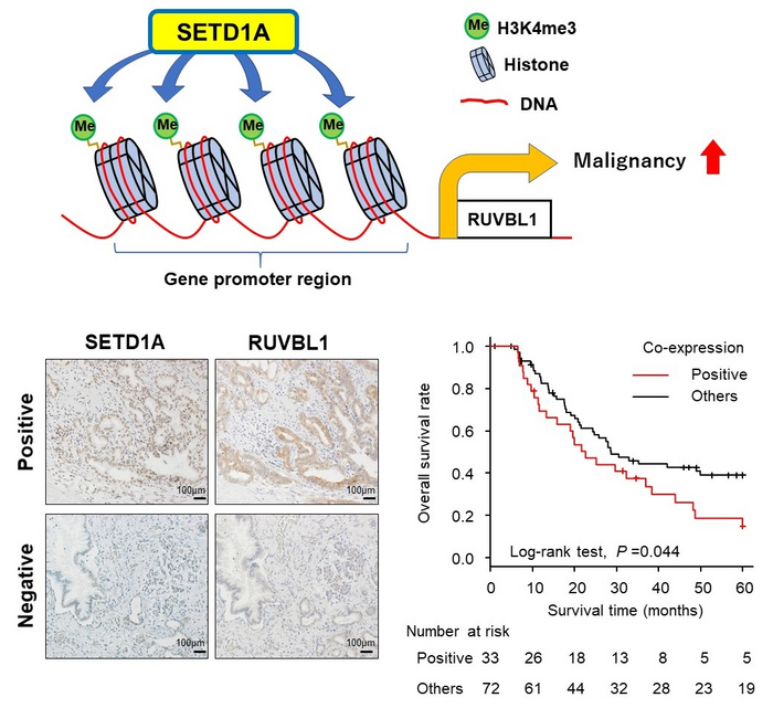 Image [IMAGE] | EurekAlert! Science News Releases