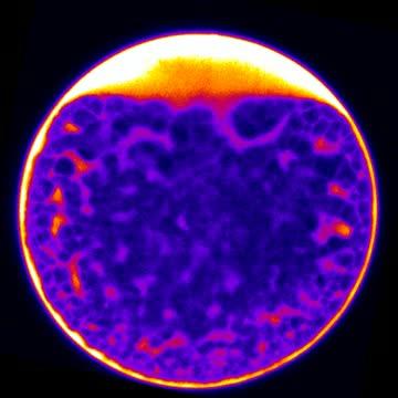 How the cytoplasm separates from the yolk | EurekAlert!