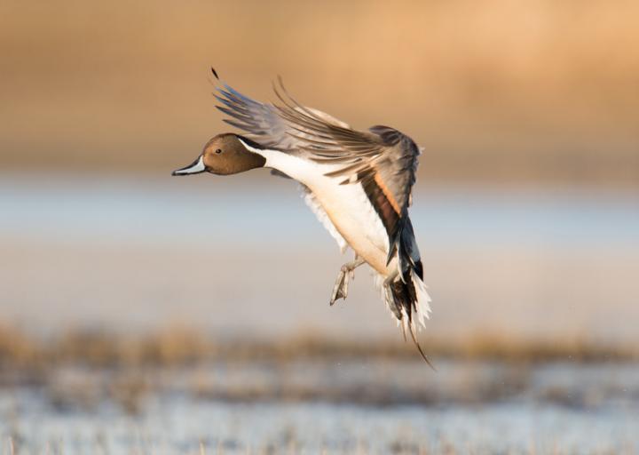 Landing Duck [IMAGE] | EurekAlert! Science News Releases