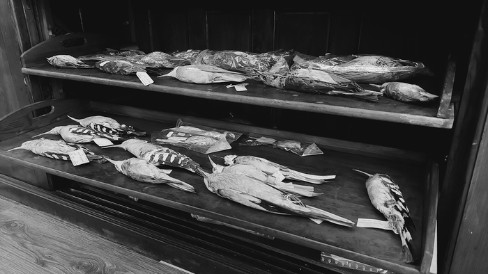 The bird skin collection of th [IMAGE] | EurekAlert! Science News Releases