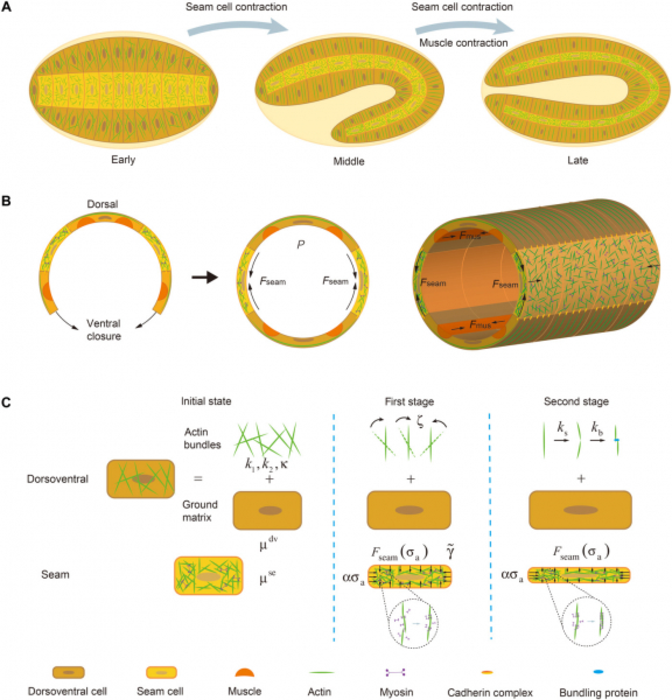 Diagram of embryo elongation [IMAGE] | EurekAlert! Science News Releases
