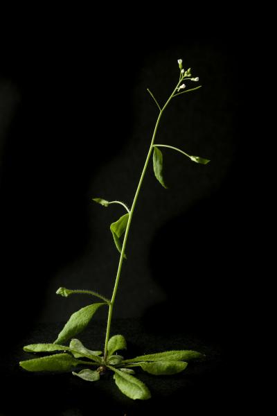 Arabidopsis Plant [IMAGE] | EurekAlert! Science News Releases