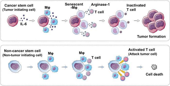 Interaction of Cancer stem cel [IMAGE] | EurekAlert! Science News Releases