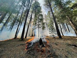 Less severe forest fires can reduce intensity | EurekAlert!