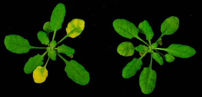 Arabidopsis [IMAGE] | EurekAlert! Science News Releases