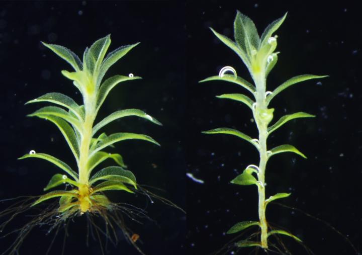 Physcomitrella patens [IMAGE] | EurekAlert! Science News Releases