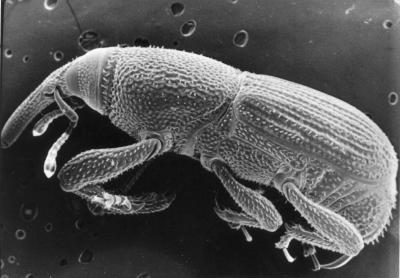 How Beetles Keep Bacteria in Check (2 of 15) | EurekAlert!