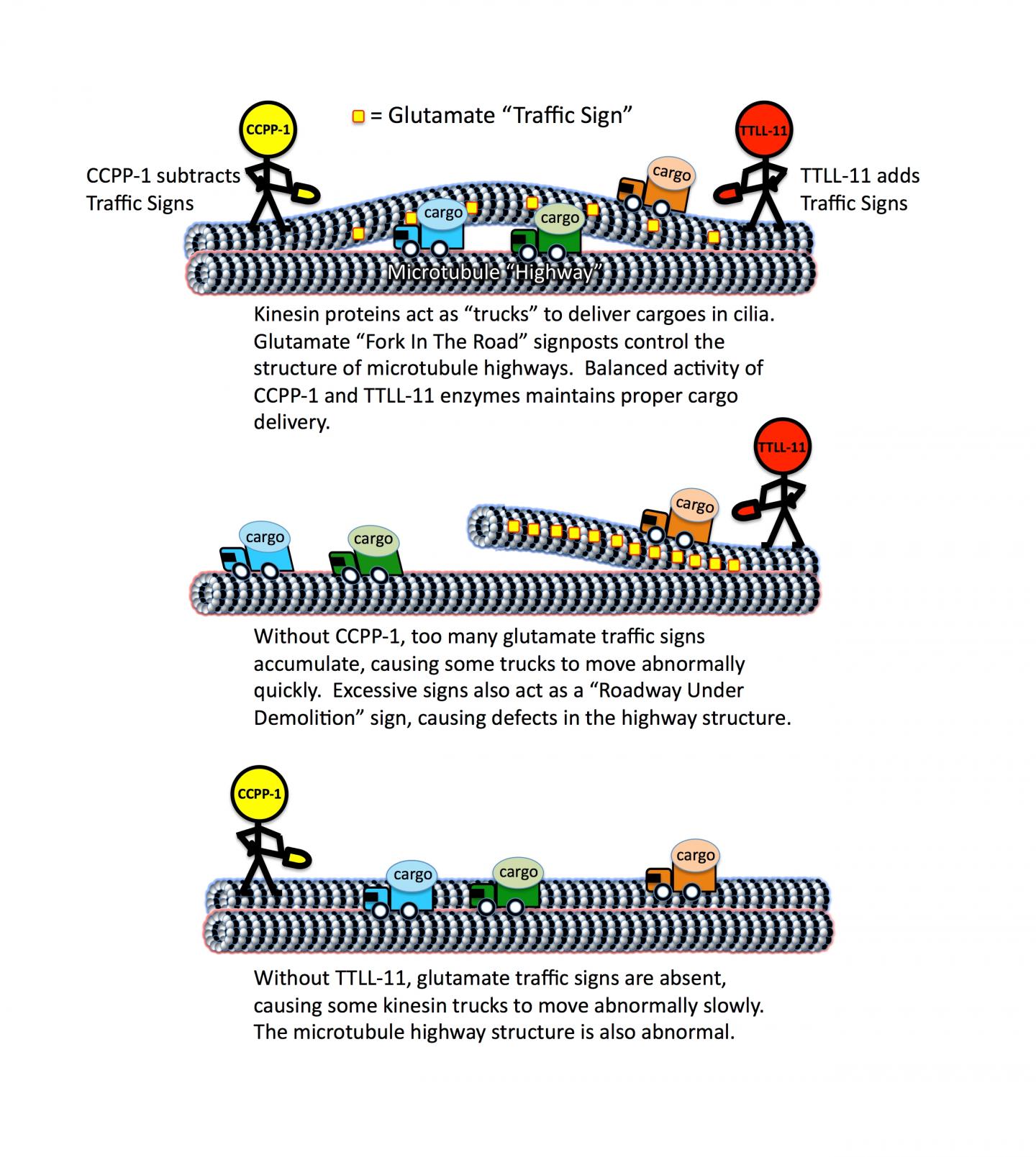Cellular Highway Control [IMAGE] | EurekAlert! Science News Releases
