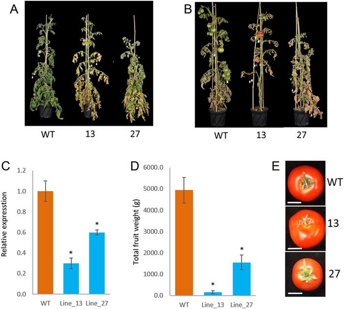 Revolutionizing tomato fruit development: Unv | EurekAlert!