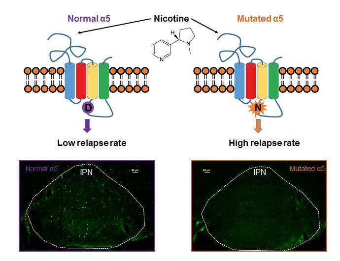 Smoking cessation: a genetic mutation involve | EurekAlert!