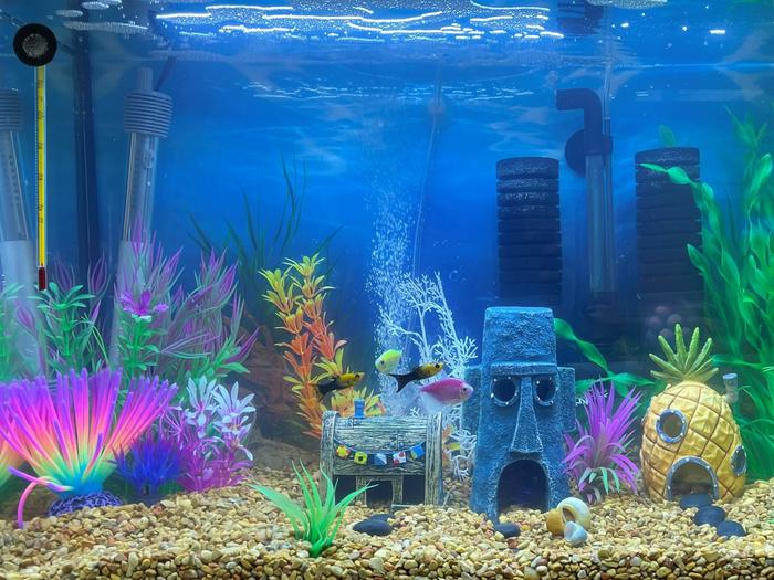 Classroom aquarium [IMAGE] | EurekAlert! Science News Releases