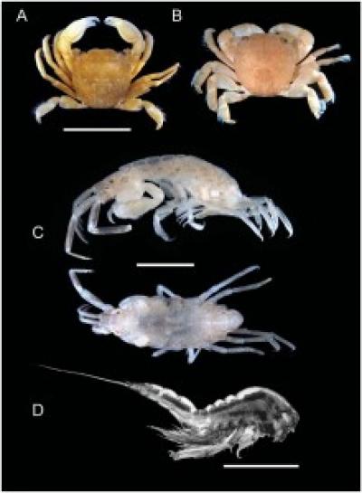 Crustaceans [IMAGE] | EurekAlert! Science News Releases
