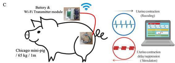 Schematic drawing for acute in [IMAGE] | EurekAlert! Science News Releases