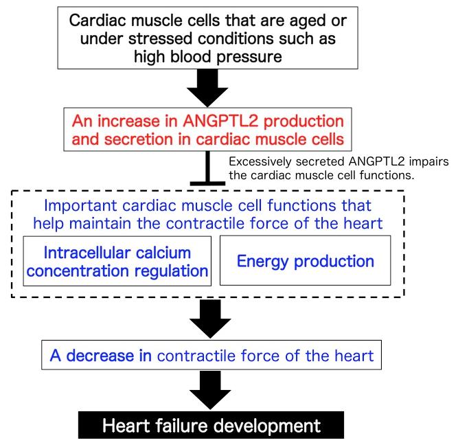 A Novel Mechanism Underlying H [IMAGE] | EurekAlert! Science News Releases