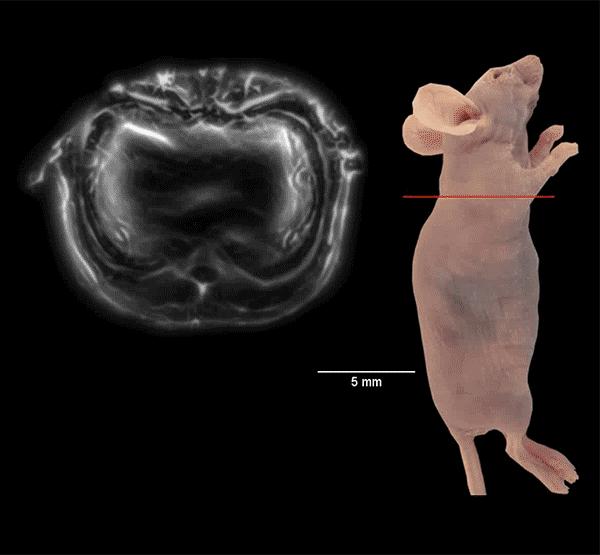 Full Mouse Body Scan [IMAGE] | EurekAlert! Science News Releases