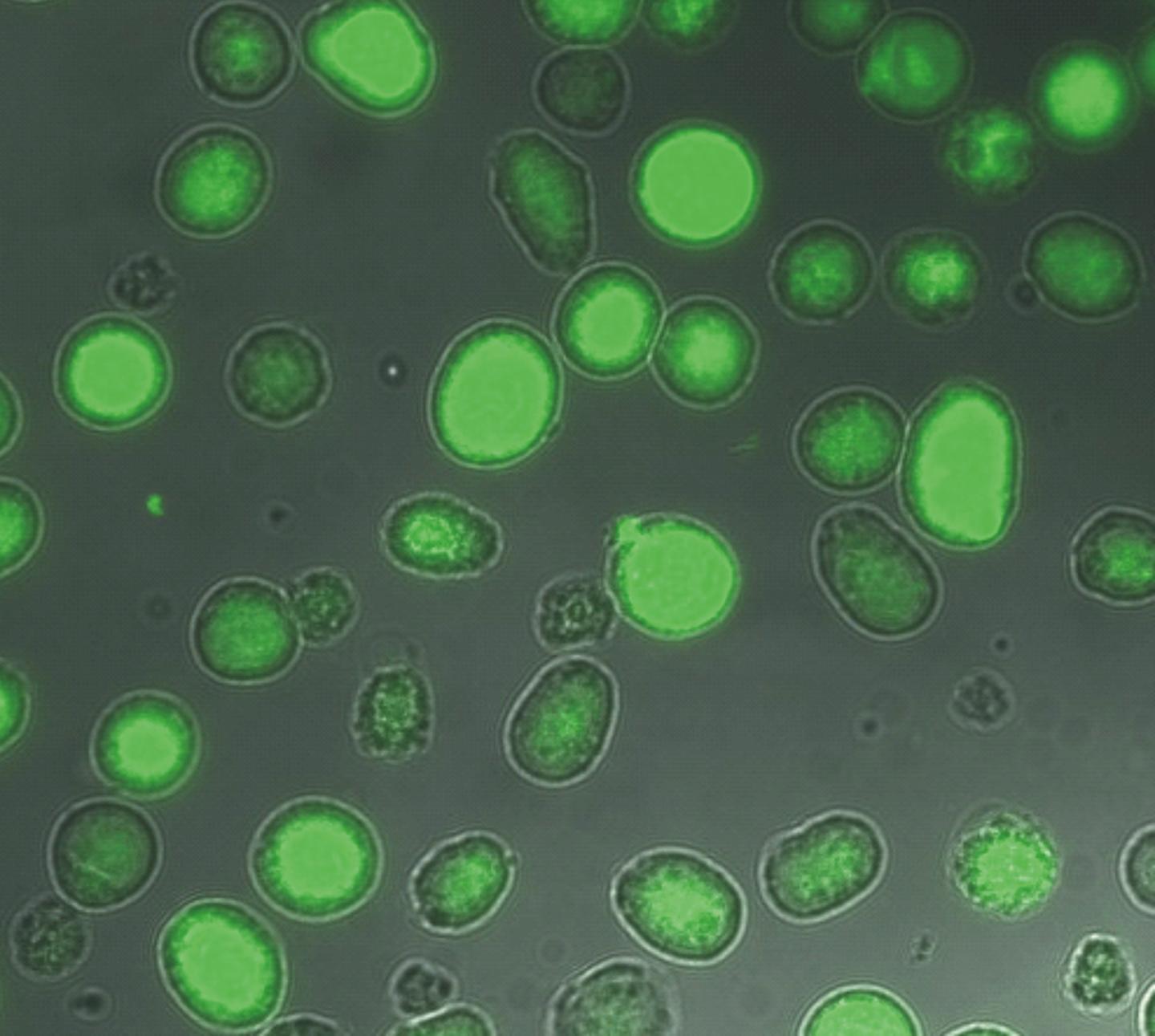 Progress in vaccination against vespid venom | EurekAlert!