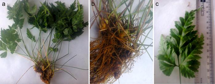 Coptis teeta Wall.: A comprehensive overview | EurekAlert!